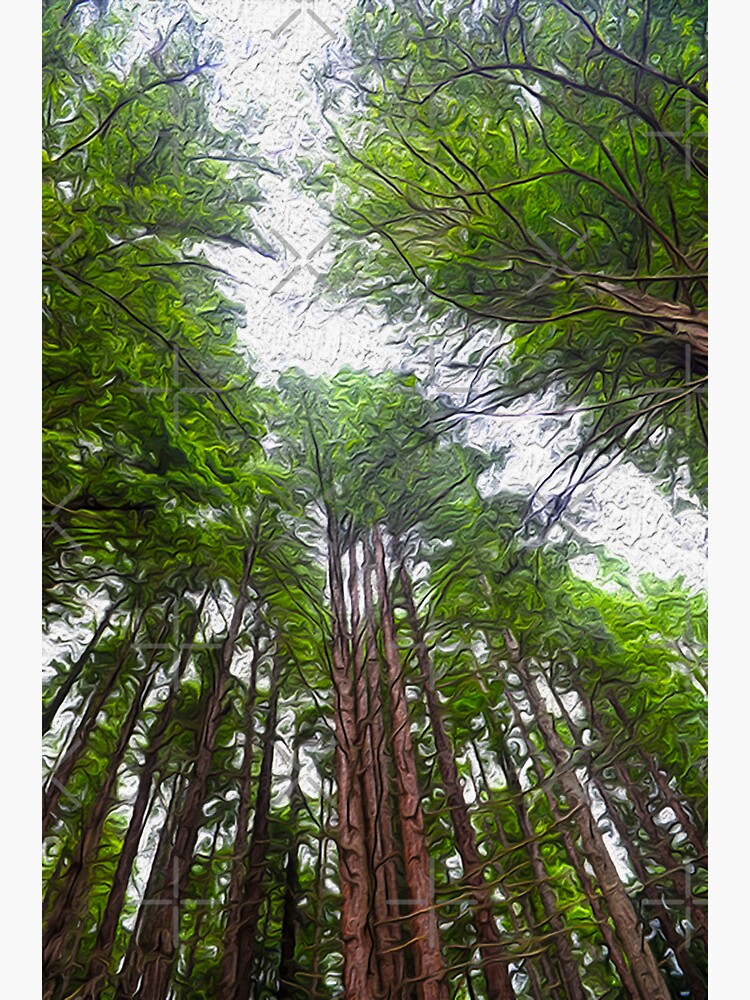 "Rotorua New Zealand Redwoods Whakarewarewa Forest Rotorua oil painting ...