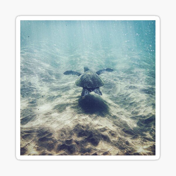 Honu Stickers | Redbubble