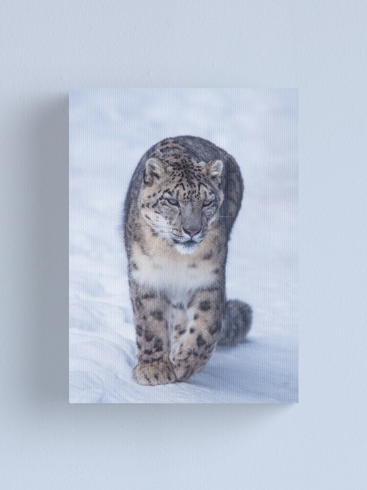 "snow leopard" Canvas Print for Sale by Titphilou | Redbubble