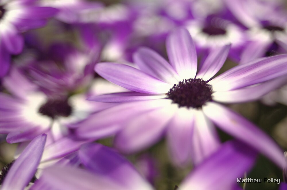 "Purple senetti flowers" by Matthew Folley | Redbubble