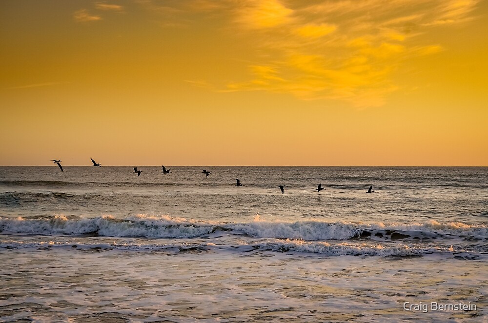 "Pelican Flight" by Craig Bernstein | Redbubble