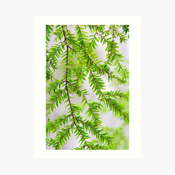 Hemlock Tree Gifts & Merchandise | Redbubble