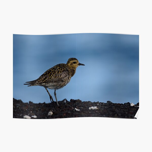 "Pacific Golden Plover" Poster for Sale by photosbypamela | Redbubble