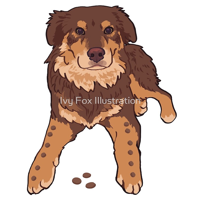 "Red tri Aussie dog / red tricolor Australian Shepherd showing extreme ...