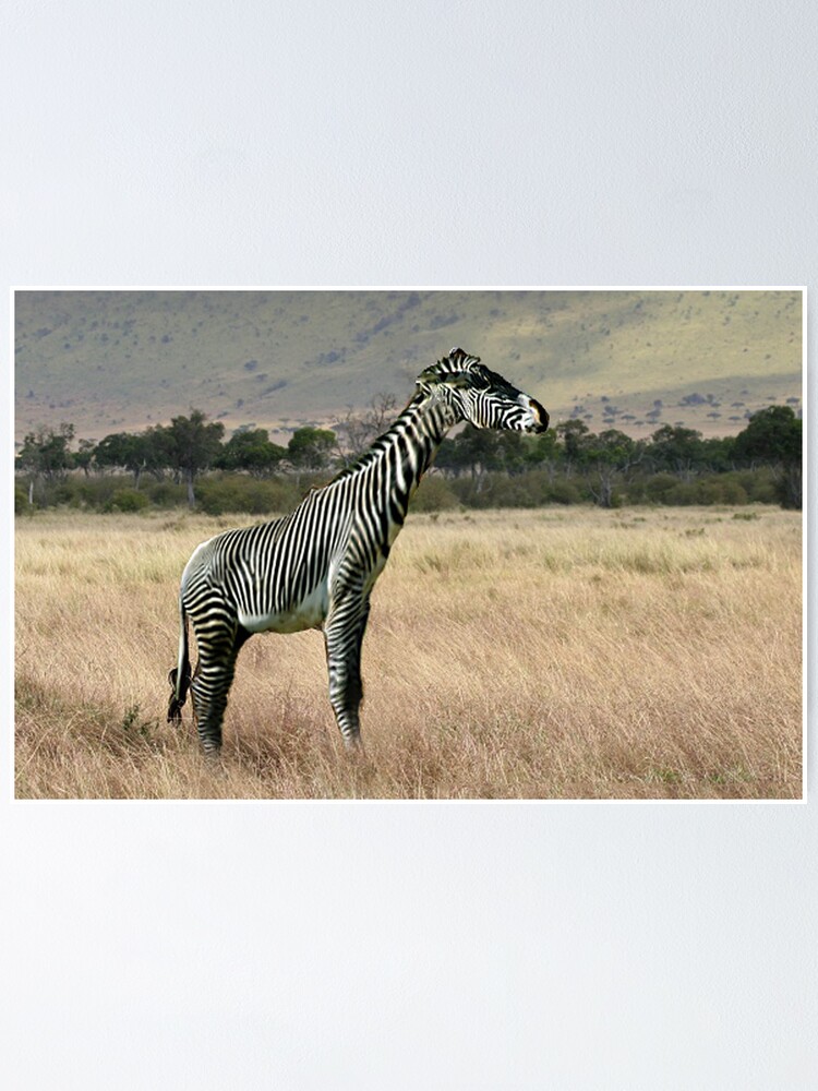 "Zebraffe" Poster by JLHStudios | Redbubble