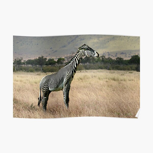 "Zebraffe" Poster by JLHStudios | Redbubble