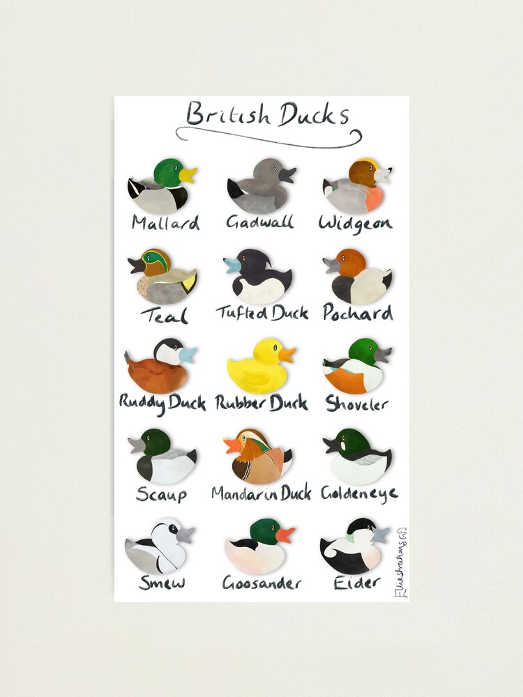 "Guide to British Ducks" Photographic Print for Sale by Elliestrations ...