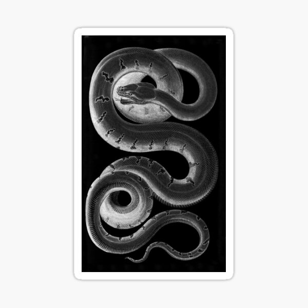 "Anaconda snake" Sticker by Sukko77 | Redbubble