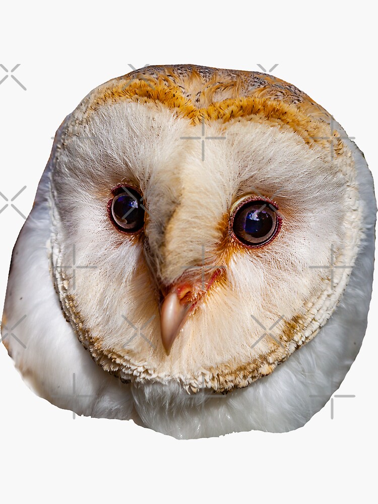 "Barn owl face" Sticker by Dalyn | Redbubble