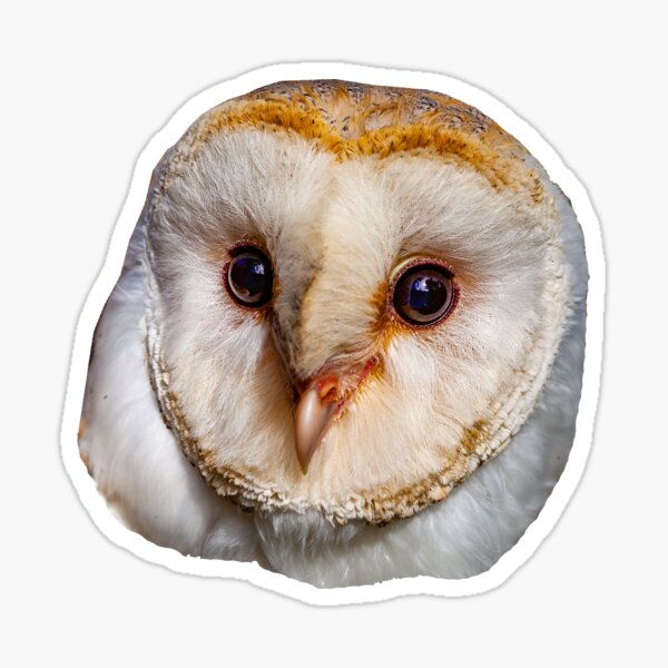 "Barn owl face" Sticker by Dalyn | Redbubble