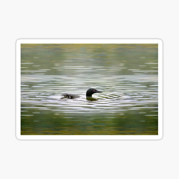 "Common Loon" Sticker for Sale by rollosphotos | Redbubble