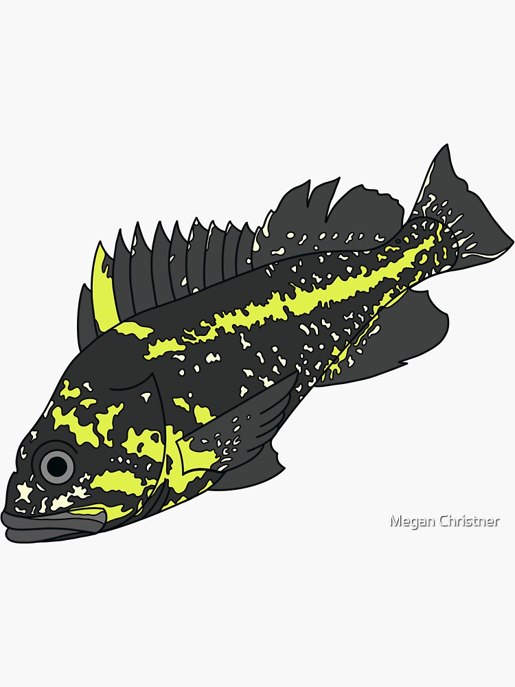 "China Rockfish" Sticker for Sale by mkchristner | Redbubble