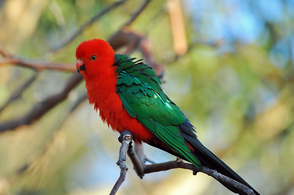 "Male King Parrot. Brisbane, Queensland, Australia. (5)" by Ralph de ...