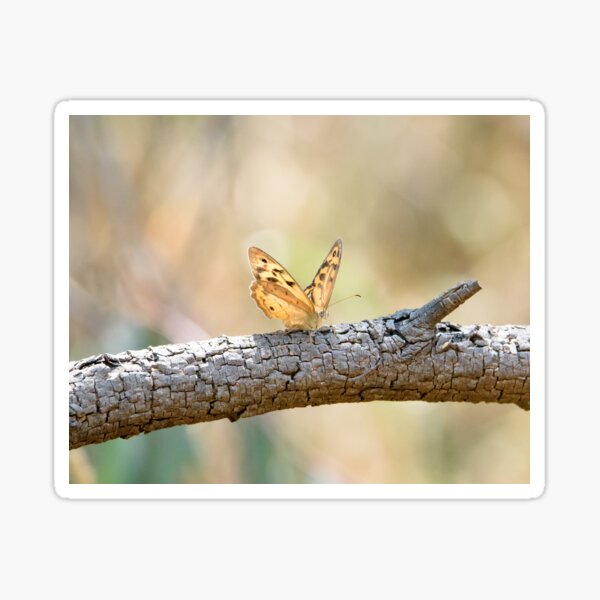 "Common Brown Butterfly..." Sticker by ShaeNechwatal | Redbubble