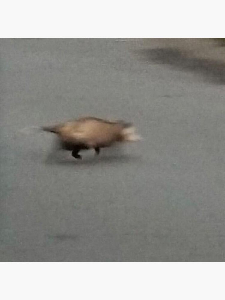 "running possum" Sticker by penceyspoison | Redbubble