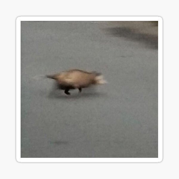 "running possum" Sticker by penceyspoison | Redbubble