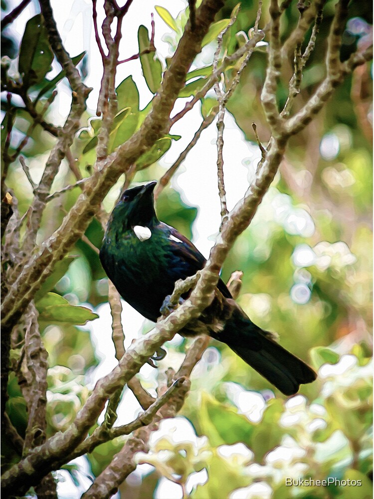 "Tui" Sticker for Sale by BuksheePhotos | Redbubble
