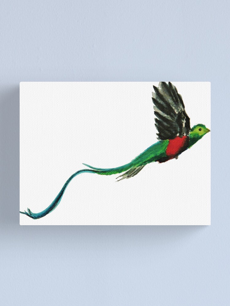 Lienzo «Acuarela Quetzal de Costa Rica» de julyperson | Redbubble