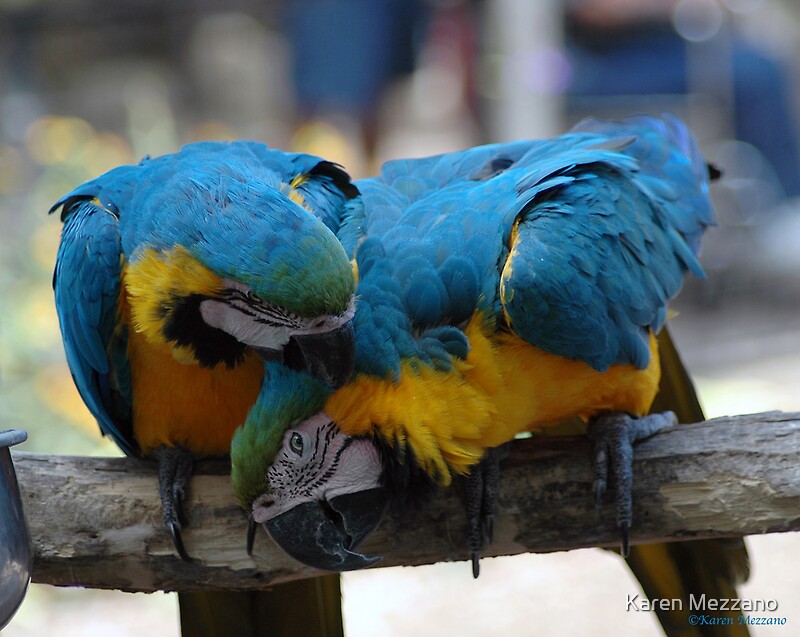 "Kissing Macaws" by Karen Mezzano | Redbubble