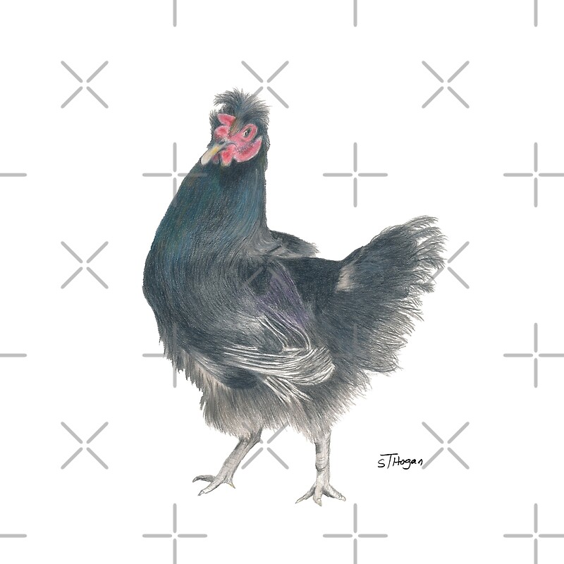 "Black Chook" by STHoganArtist | Redbubble