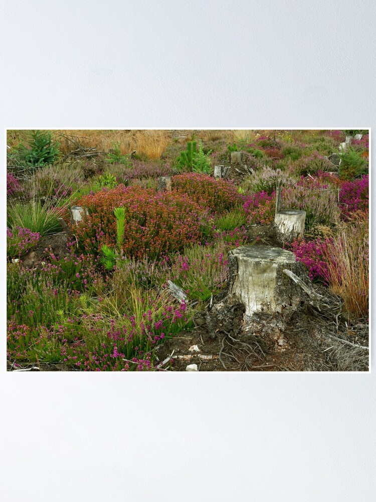 "HEATHER TREE STUMPS" Poster by andrewsaxton | Redbubble