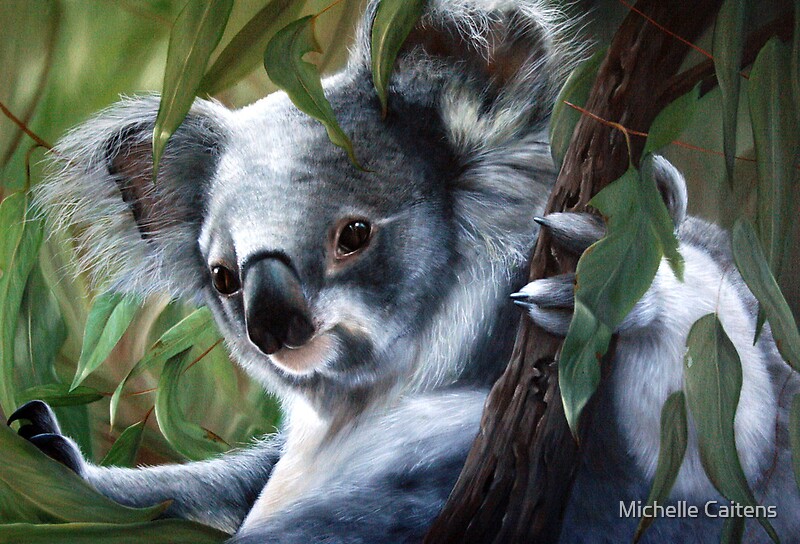 ""In Respect of the Koala"" by Michelle Caitens | Redbubble