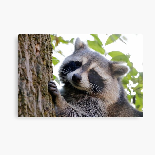 Grey Raccoon Metal Prints | Redbubble