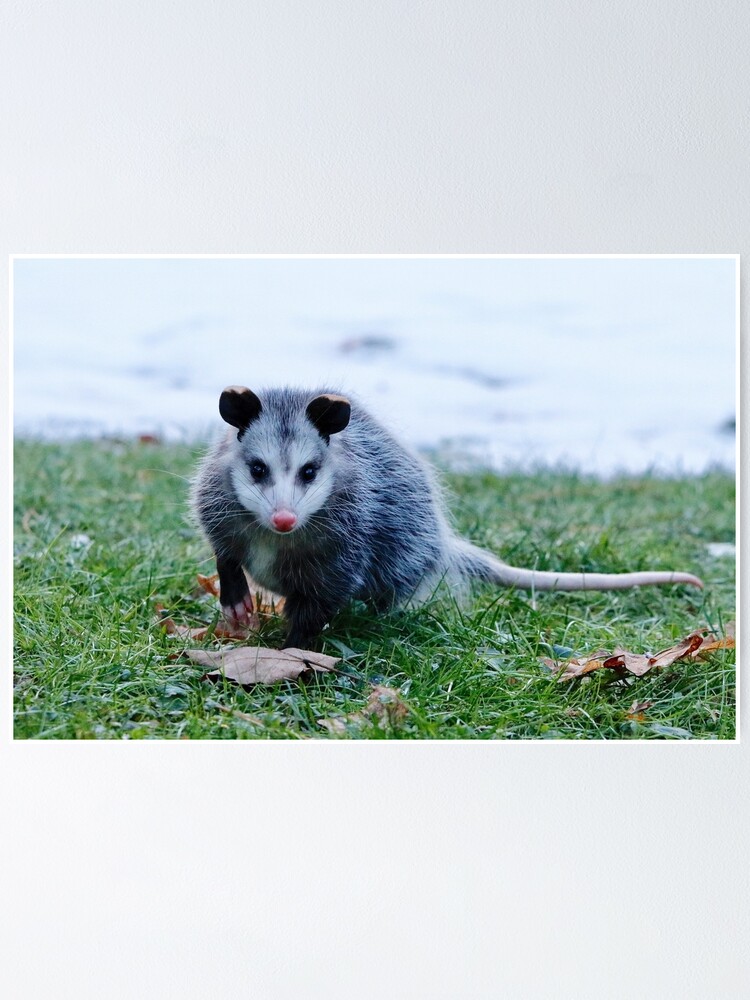 "Opossum" Poster for Sale by rendoherty | Redbubble