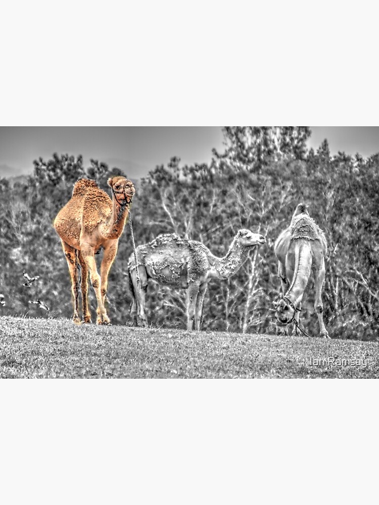 "Camel king." Sticker for Sale by Ian17 | Redbubble