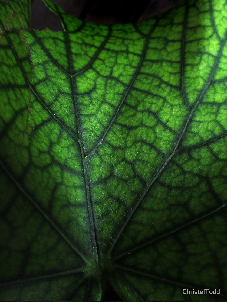 "Angry Leaf" Poster by ChristelTodd | Redbubble