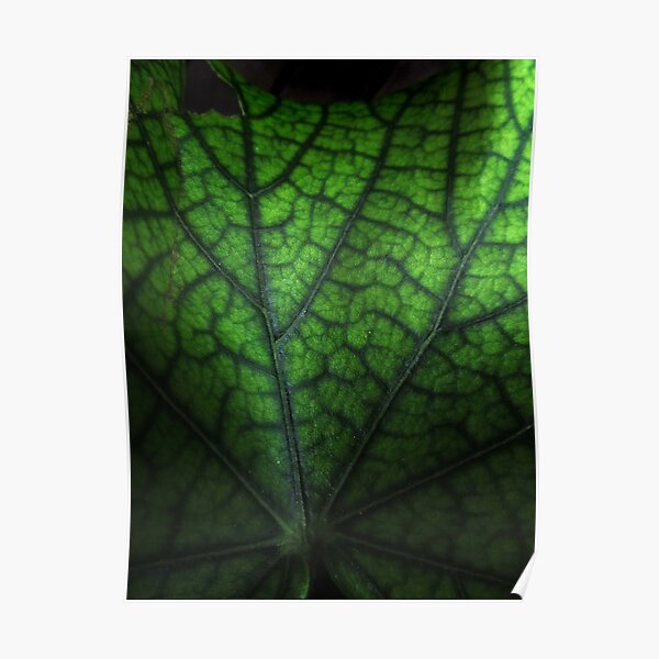 "Angry Leaf" Poster by ChristelTodd | Redbubble