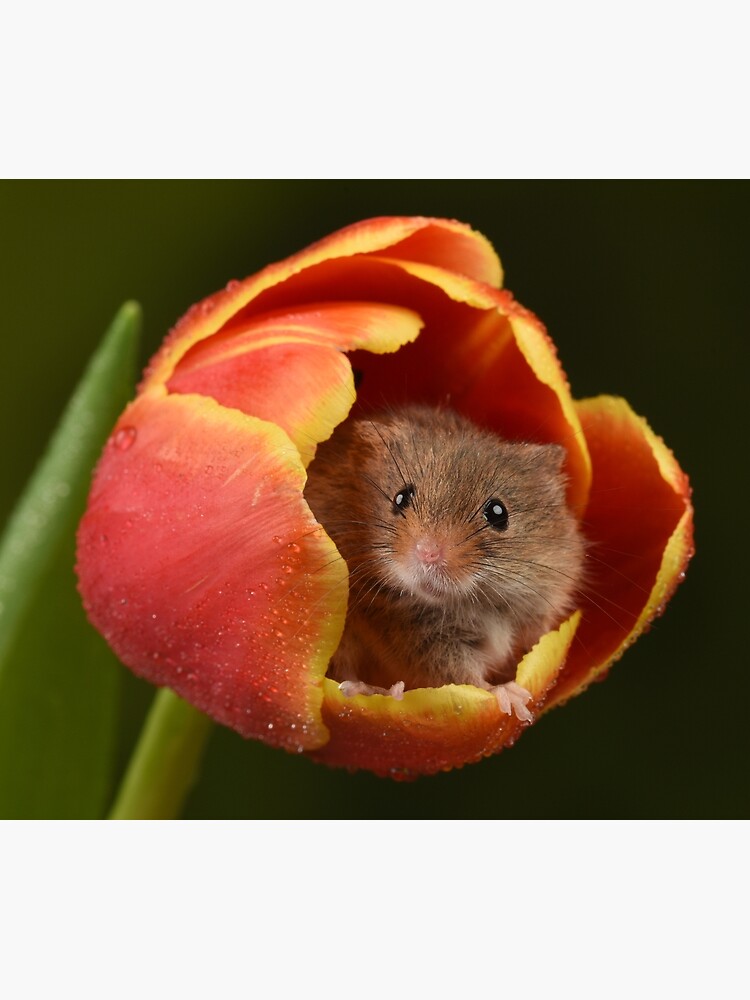 Harvest Mouse in tulip Premium Matte Vertical Poster sold by Colin ...