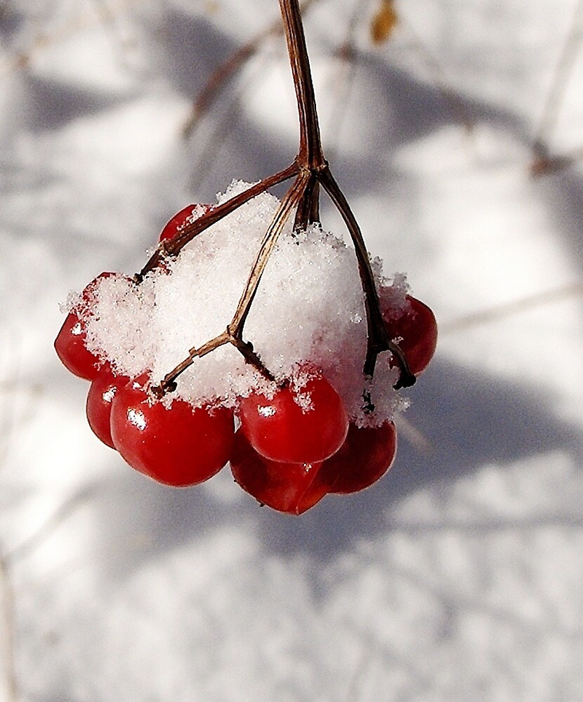 "American Cranberries in Snow" by Kathilee | Redbubble