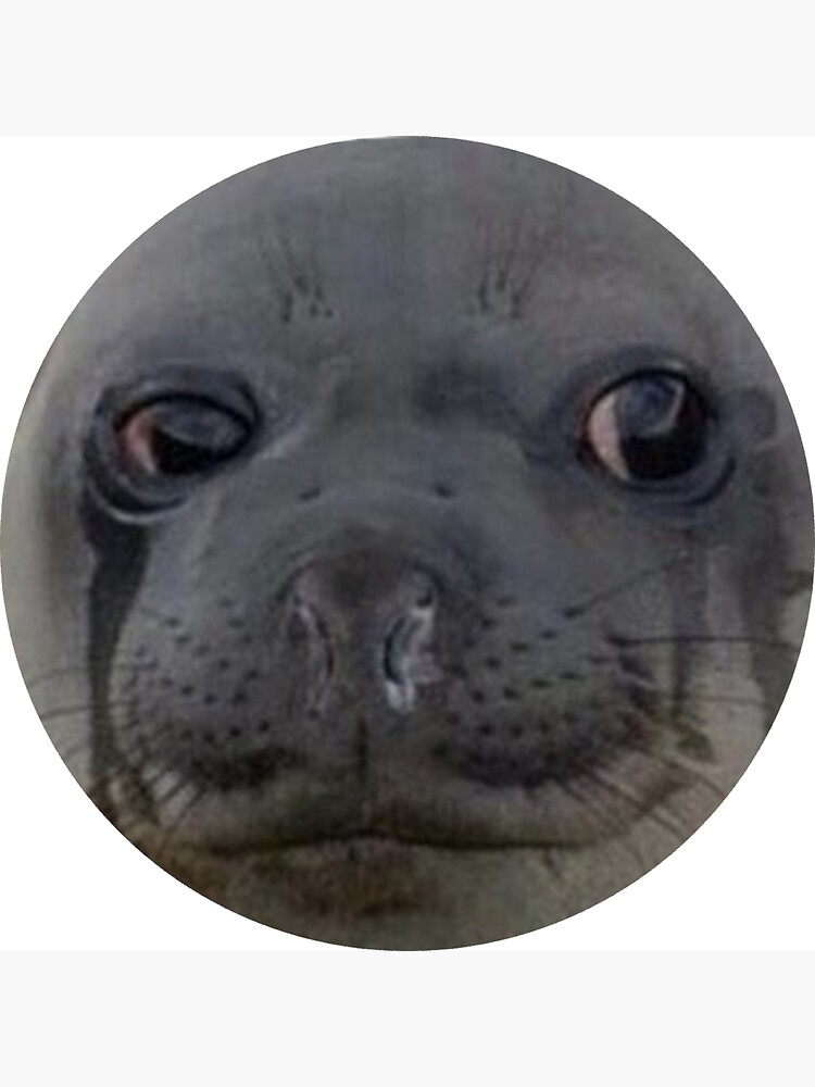 Foca Llorando Memes Página 4 Plantillas De Memes Gratis Y