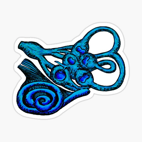 "Inner Ear" Sticker for Sale by hansonsanatomy | Redbubble