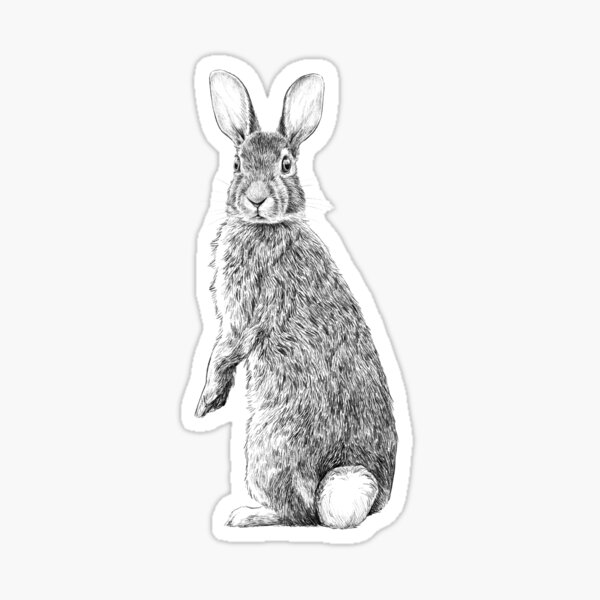 "Wild rabbits" Sticker for Sale by Firlefanzzz | Redbubble