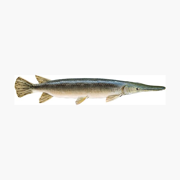 Alligator Gar Wall Art | Redbubble