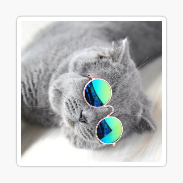 "Cute Cat With Glasses" Sticker by Trzco | Redbubble