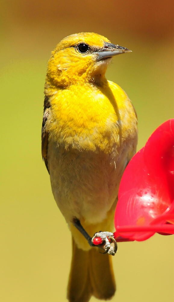 Oregon Wild Birds By Rosemarie747 Redbubble