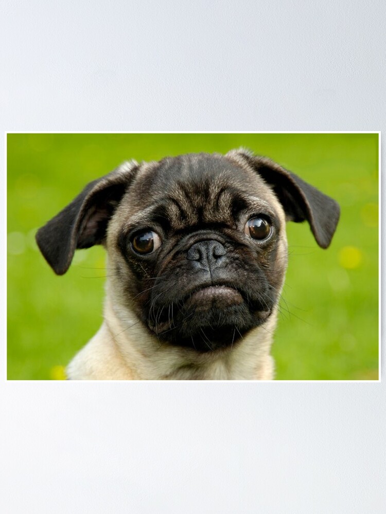 "Confused Pug" Poster for Sale by Tomathon | Redbubble