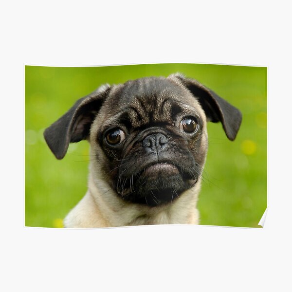 "Confused Pug" Poster for Sale by Tomathon | Redbubble