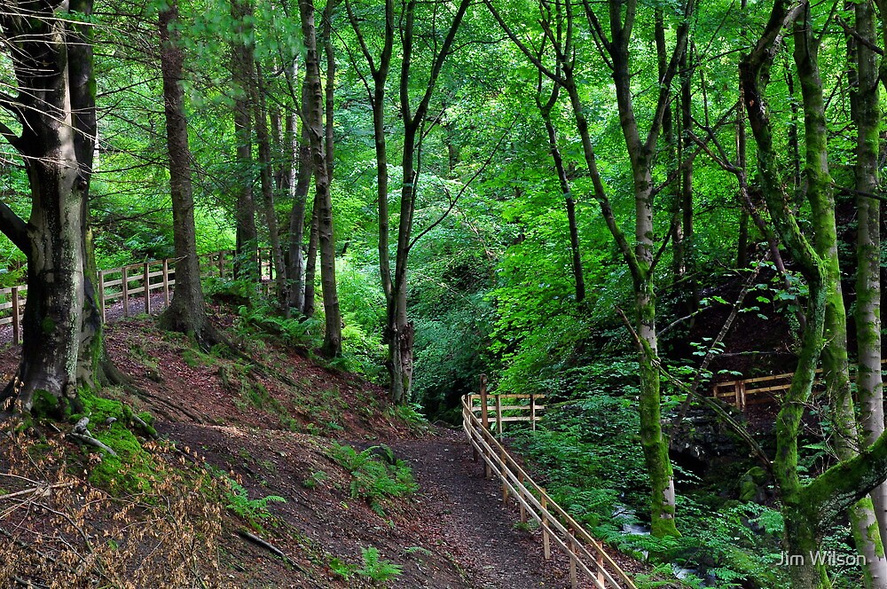 "Colzium Estate ,Woodland Walk,Kilsyth,Scotland" by Jim Wilson | Redbubble