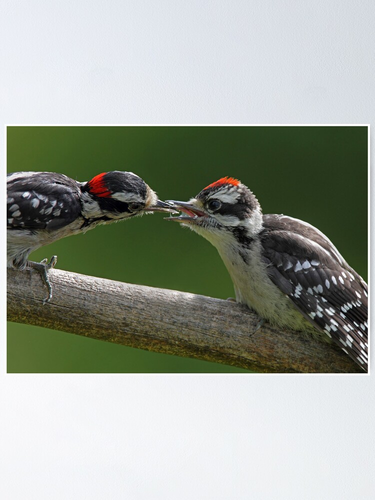"Downy Woodpecker feeding fledgling" Poster by robamy | Redbubble