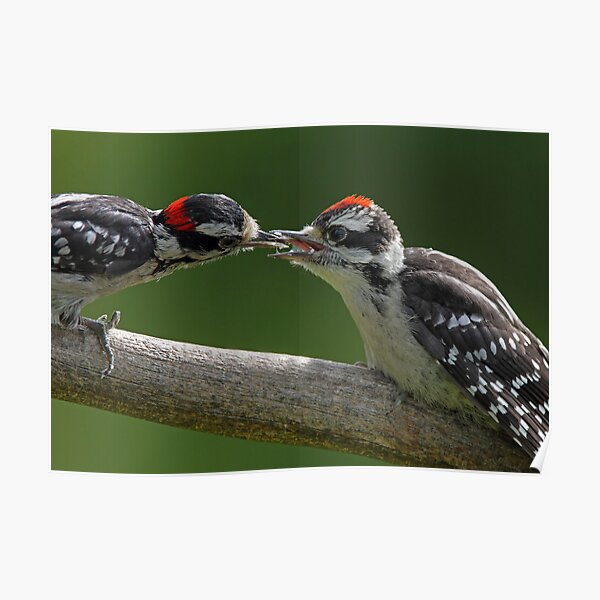 "Downy Woodpecker feeding fledgling" Poster by robamy | Redbubble