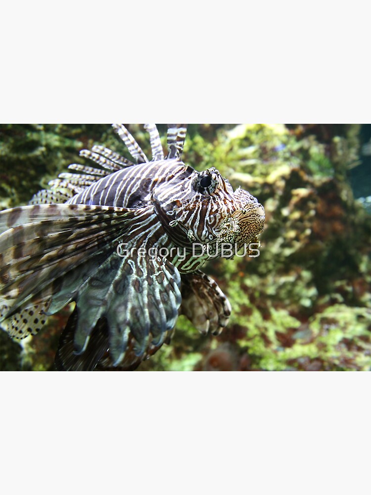 "Rascasse fish side view sea underwater" Sticker for Sale by Gregory ...