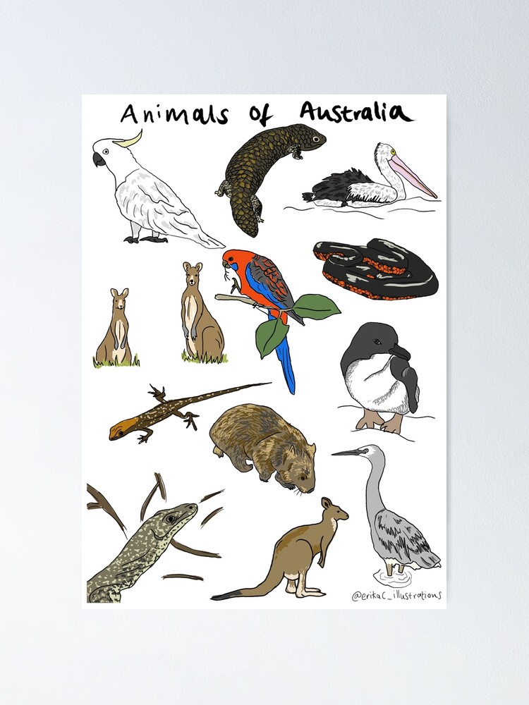 "Animals of Australia" Poster by ec-illustration | Redbubble