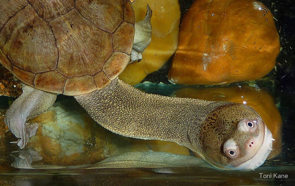"2010 - Wurtle The Turtle, Longneck Turtle from Western Australia" by ...