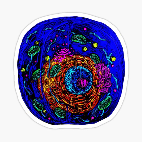 "Animal Cell" Sticker for Sale by hansonsanatomy | Redbubble