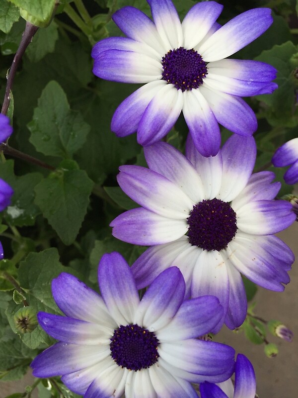 "Purple & White" by Douglas E. Welch | Redbubble