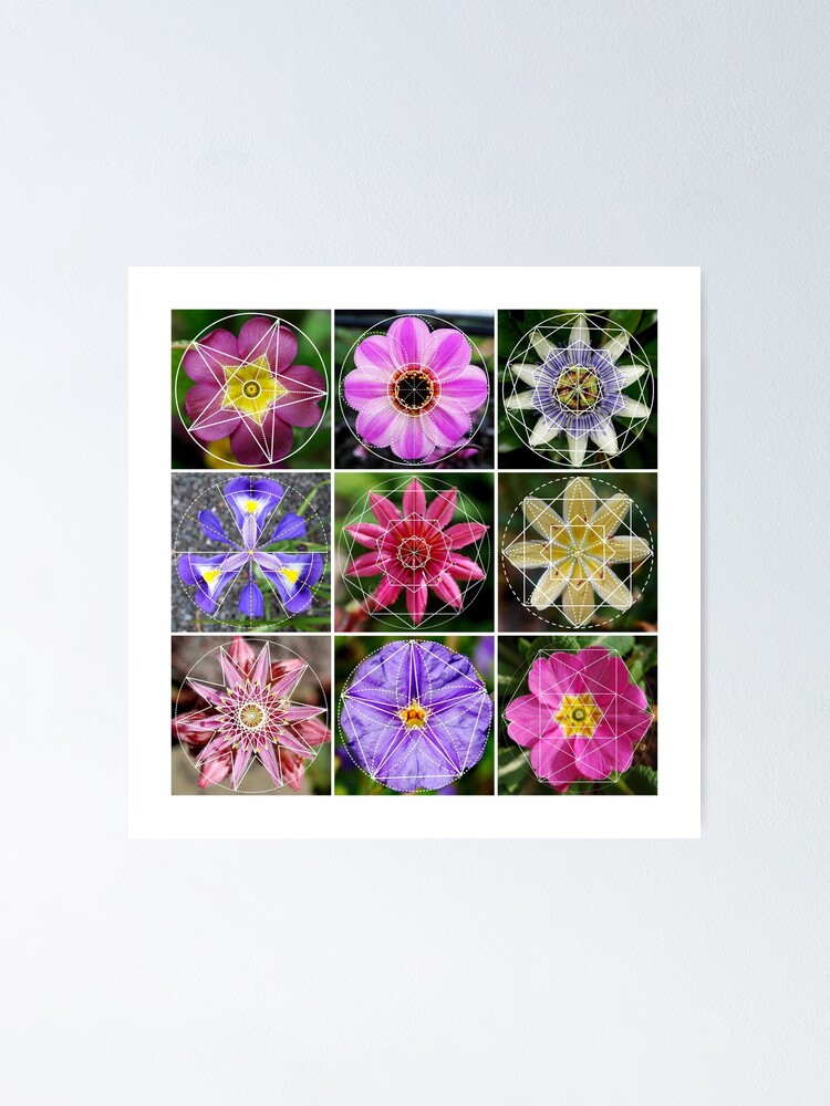 "Flower Nature Patterns Sacred Geometry Contemporary Art " Poster for ...